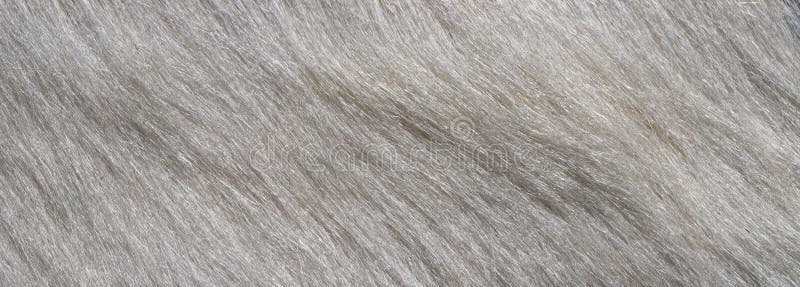 Close Up Photo of Gray Fur Texture Background Stock Image - Image of ...