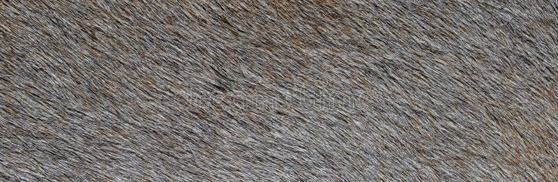Close Up Photo of Gray Fur Texture Background Stock Image - Image of ...