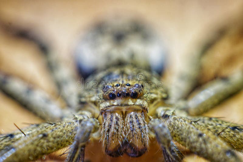 Close Up Spider with Scary Face Stock Photo - Image of wild, animal ...