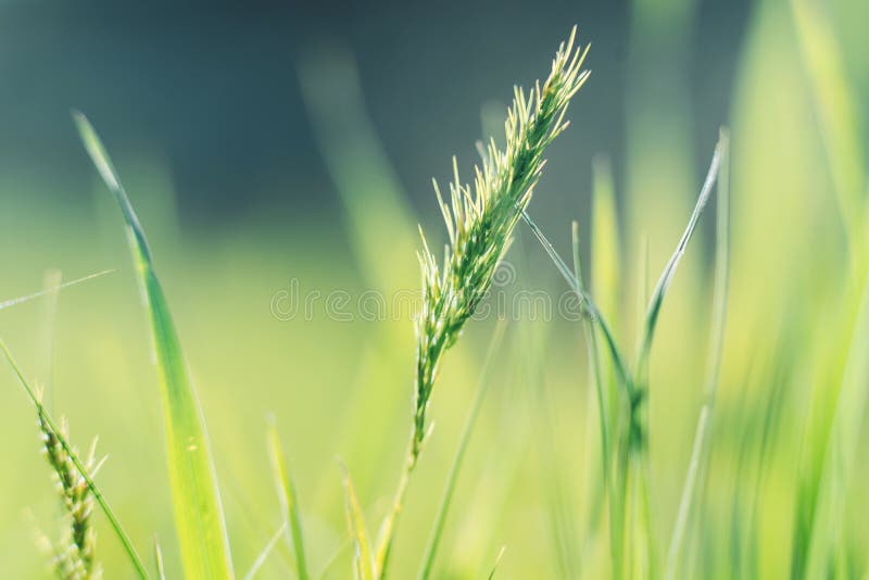 Photo of Closeup Summer or Spring Green Grass on Meadow Stock Photo ...