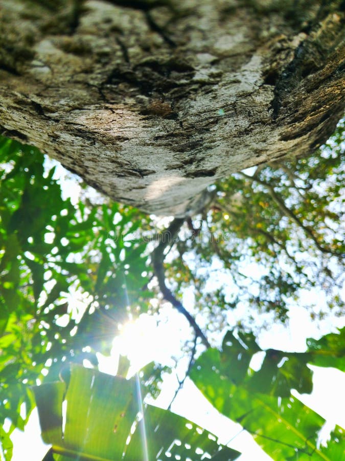 Photo of a Clove Tree from Below Stock Image - Image of tree, closeup ...