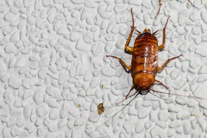 Cockroach on the Stone Wall Stock Photo - Image of creature, grey ...