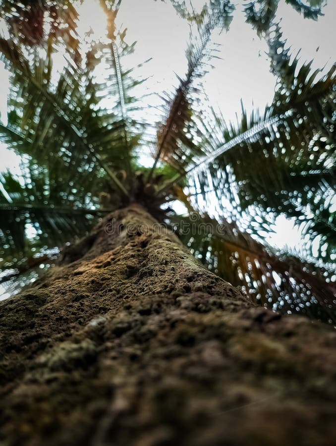 Photo of a Coconut Tree from Below Stock Photo - Image of woodland ...