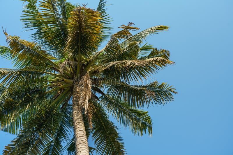 Coconut Tree with Blue Sky Background Stock Image - Image of farming ...