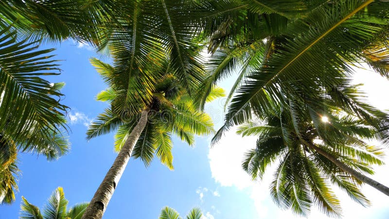 Photo of a Coconut Tree from Underneath Stock Image - Image of trees ...