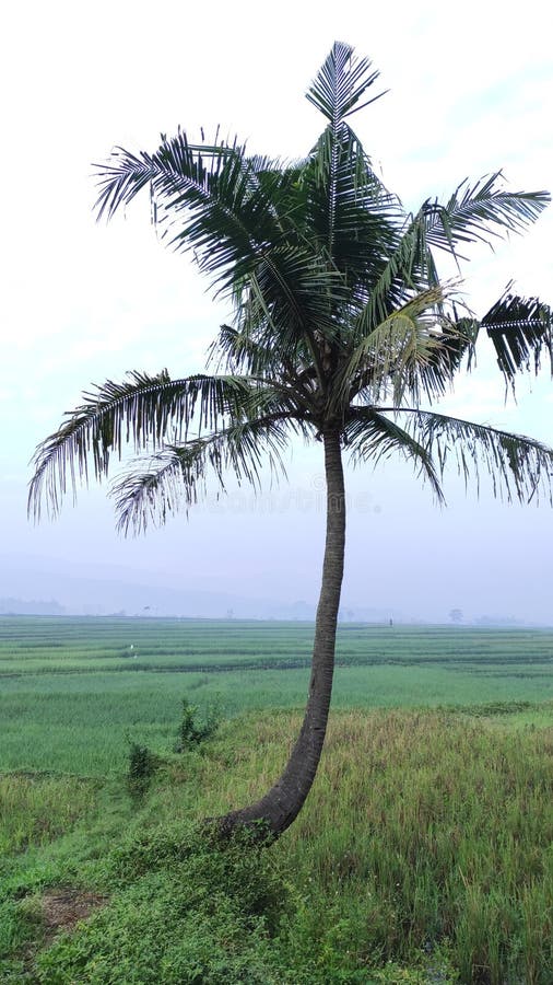 One single coconut tree stock photo. Image of palm, wind - 222720574