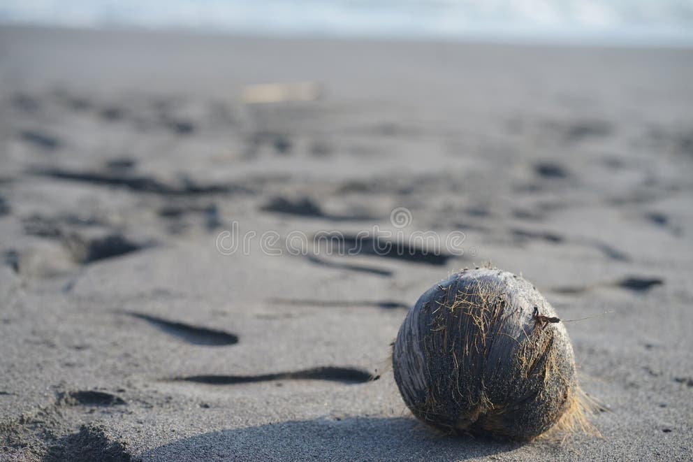 Photo of Coconuts on the Beach Stock Photo - Image of exotic ...