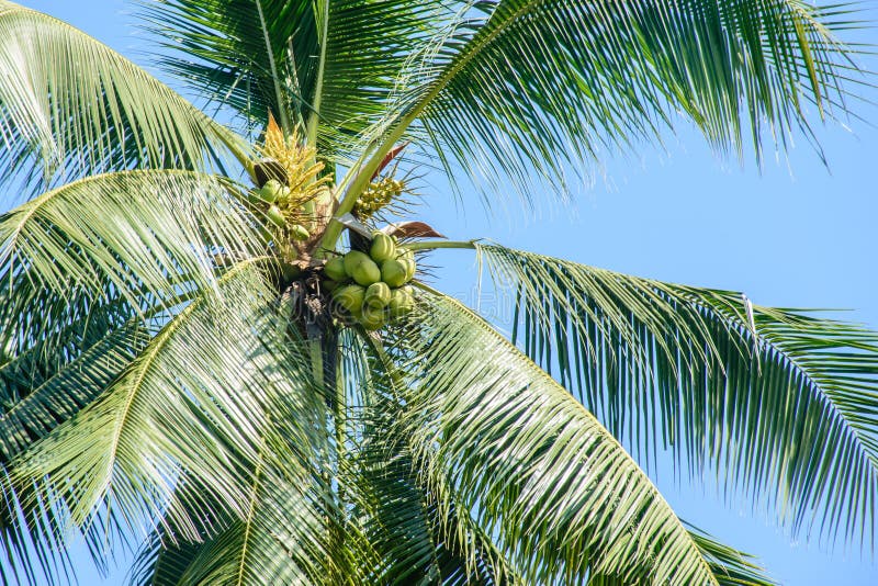 Photo of Coconuts and Coconut Tree Stock Photo - Image of branch ...