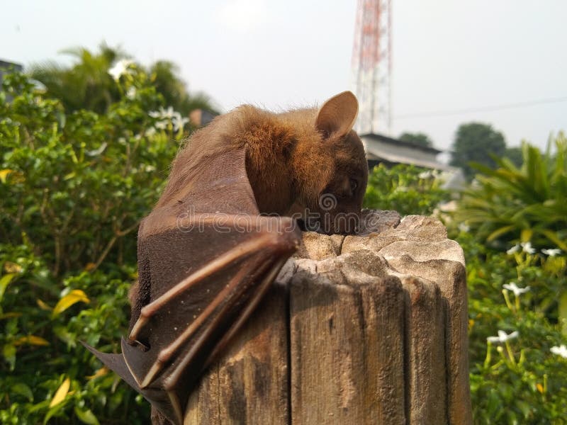 Photo of a CODOT Bat Lying Limp Sleeping or Dead on a Dry Tree Stock ...