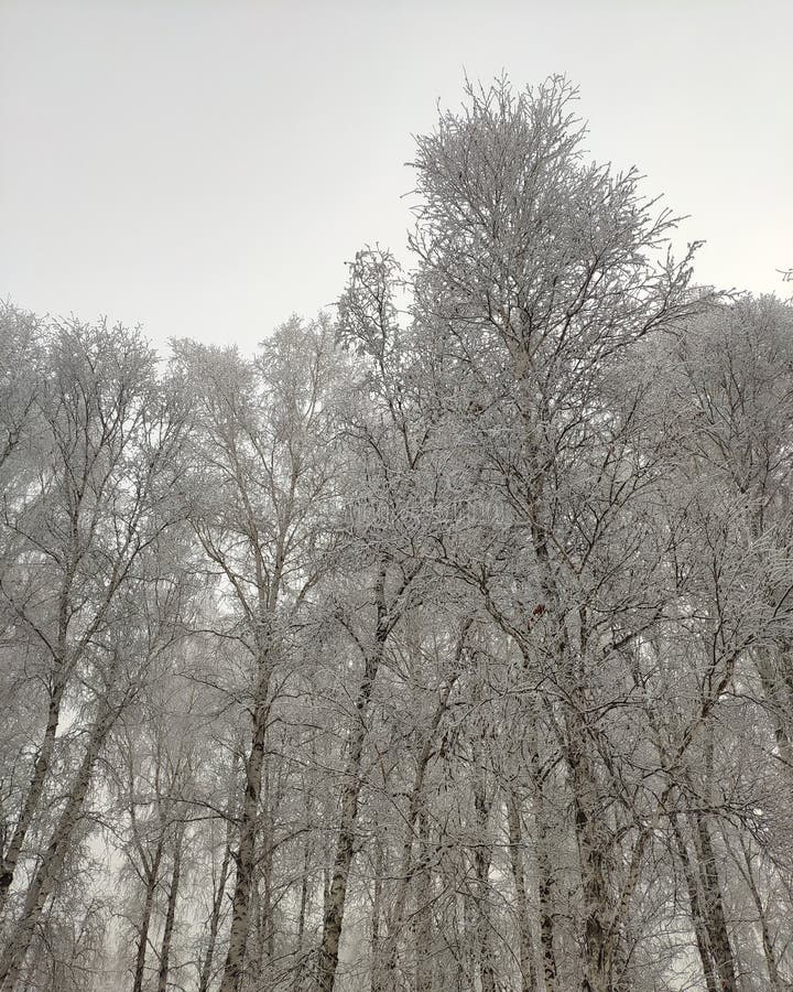 Photo Cold and Snowy Siberian Winter Stock Photo - Image of slippery ...