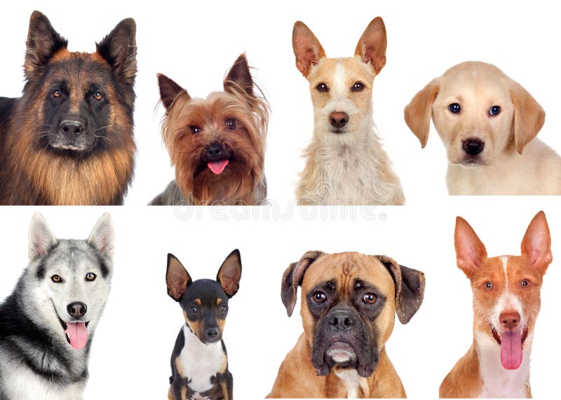 Photo Collage of Different Breeds of Dogs Stock Image - Image of wild ...