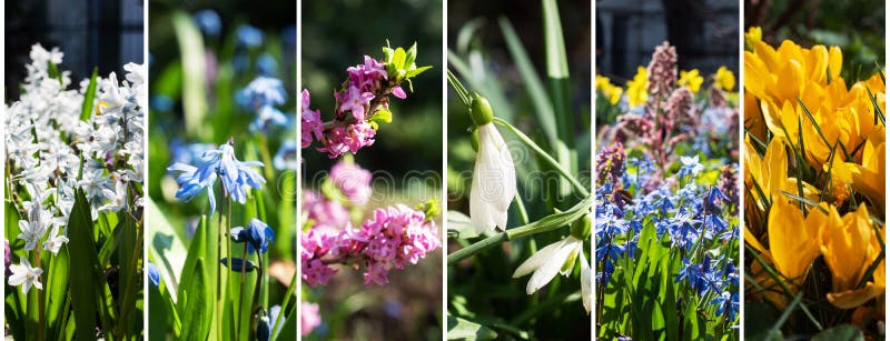 Photo Collage of Primroses. Different Beautiful Spring Flowers on a ...