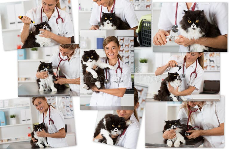 Photo Collage of a Veterinary Clinic Stock Image - Image of lady, medic ...