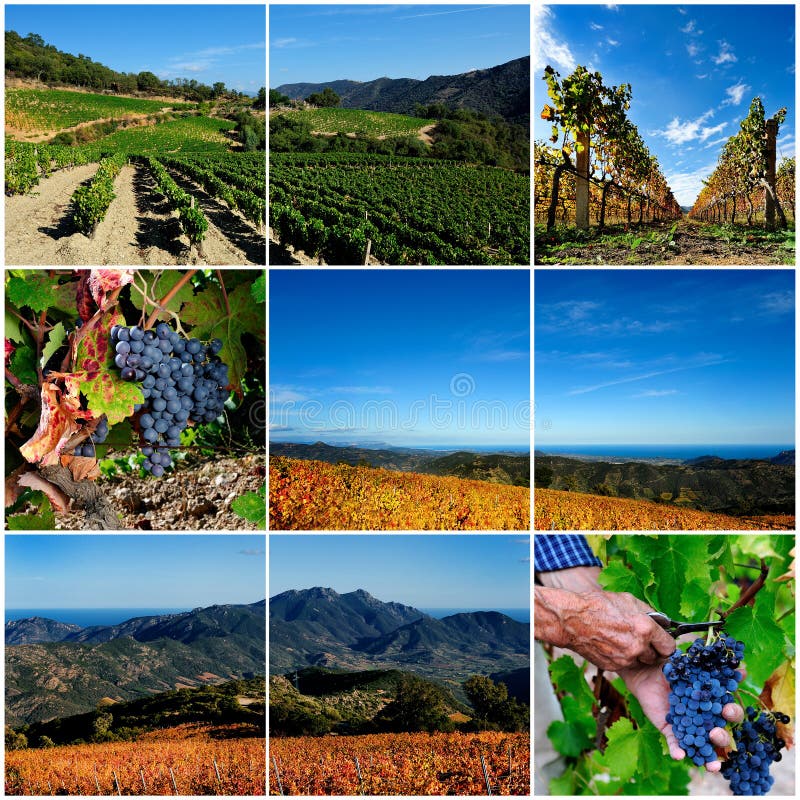 Collage Of Vine Leaves And Yellow Grape Stock Photo - Image of ...