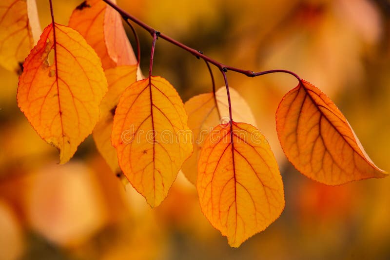 Photo with Colorful Autumn Leaves. Background with Magical Autumn ...