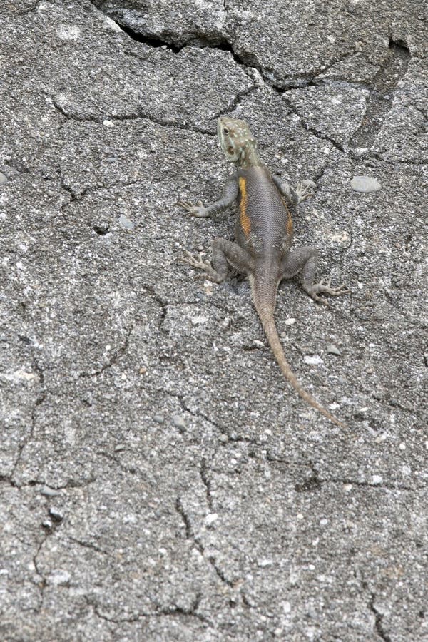 A photo of common agama stock photo. Image of skin, mexico - 302922376