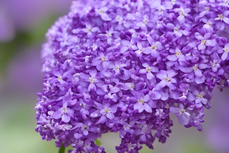 Photo of Common Lilac, a Decorative Flower Stock Photo - Image of ...
