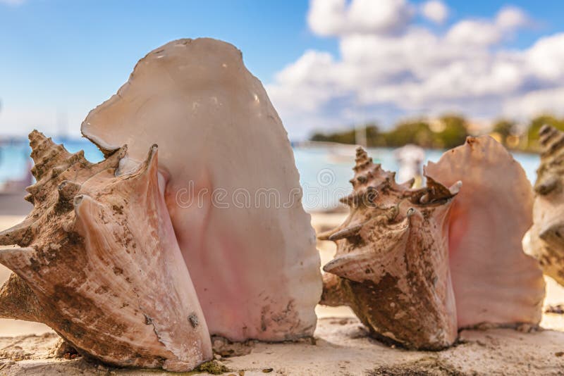 Conch Shell on the Caribbean Beach Stock Photo - Image of travel ...
