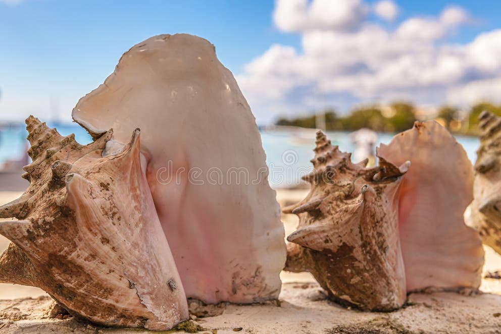 Conch Shell on the Caribbean Beach Stock Photo - Image of travel ...