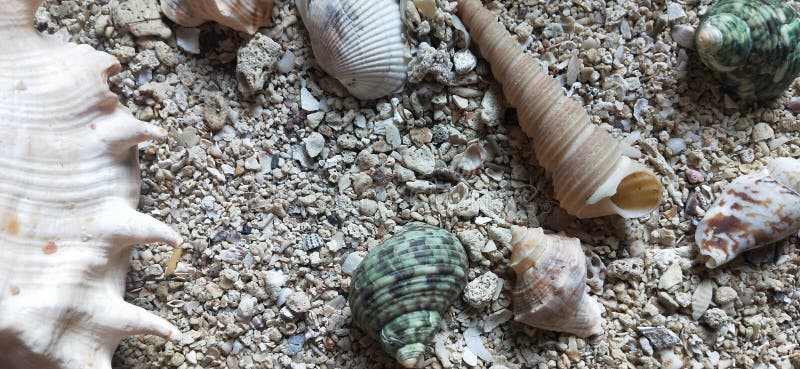 Conch shell on the sand stock image. Image of relaxation - 233211583