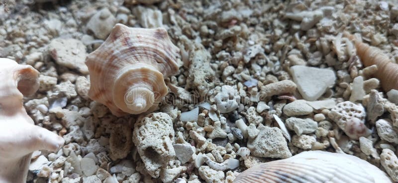 Conch shell on the sand stock photo. Image of tropical - 233211590