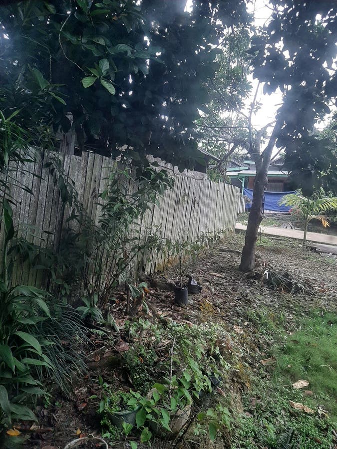 Photo of the Condition of the Left Side of the Yard Stock Image - Image ...