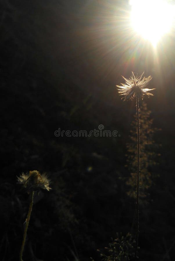 Scenery image stock photo. Image of small, capture, scenery - 132909344