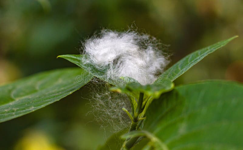 Photo of Cotton Falling from a Kapok Tree Stock Image - Image of ...
