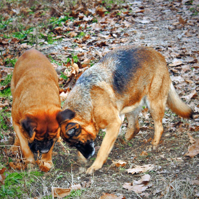 Photo of a Couple of Dogs Busy Digging Stock Image - Image of digging ...