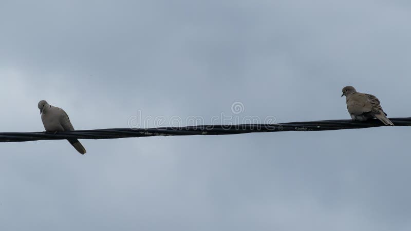 A Couple of Doves Perched on an Electric Wire Stock Photo - Image of ...