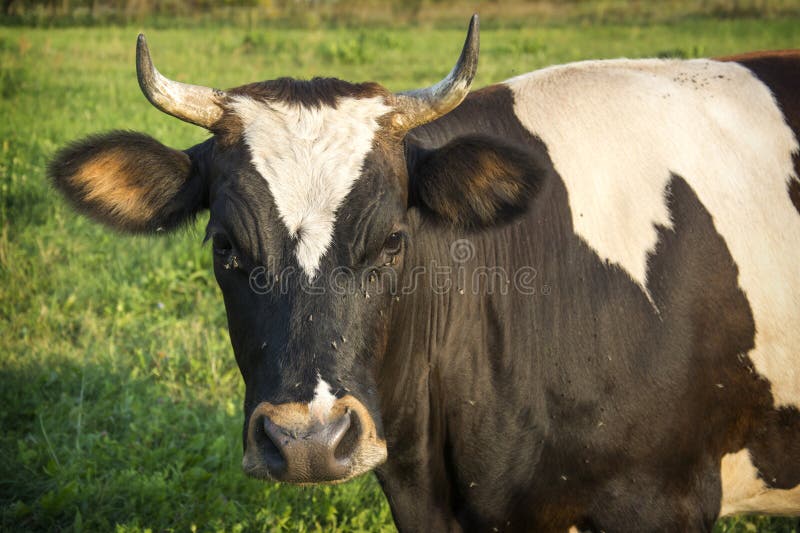 Photo of a Cow Suffering from Flies Stock Image - Image of agriculture ...