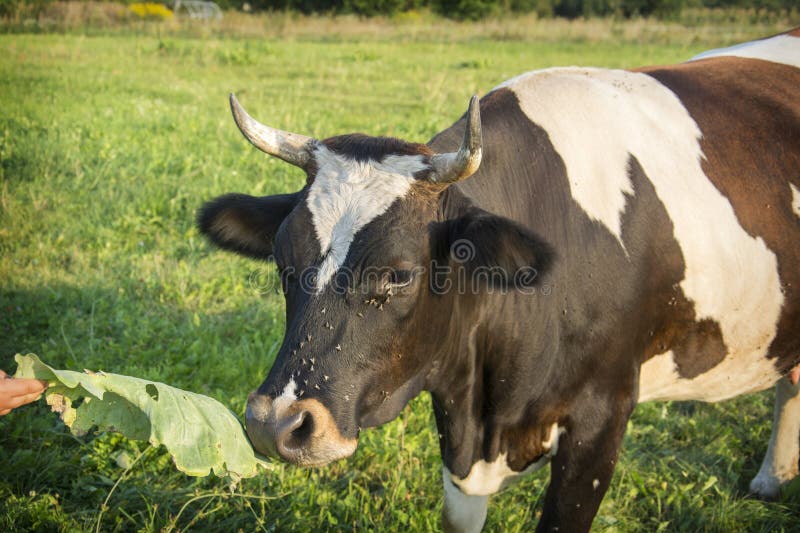 Photo of a Cow Suffering from Flies Stock Image - Image of summer ...