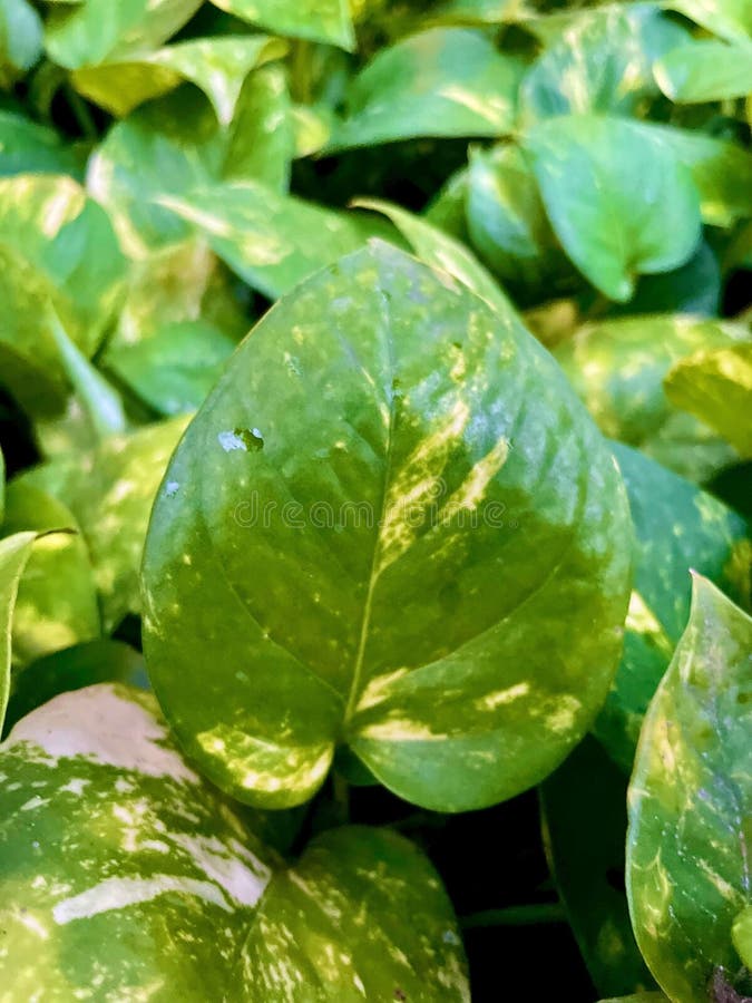 Very Close Up Photo of Creeping Plants Stock Photo - Image of close ...
