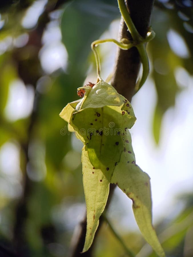 This Photo is a Photo of a Creeping Wild Root Plant Stock Photo - Image ...