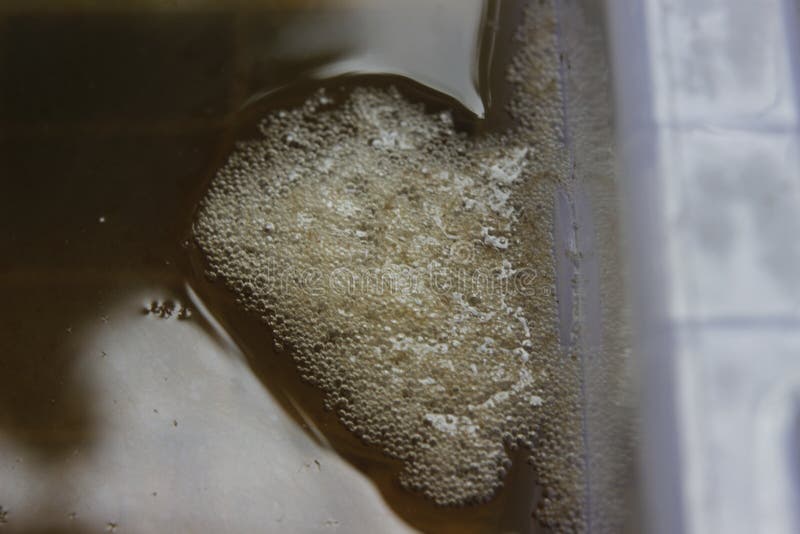 Photo Cupang Betta Siamese Poisson De Combat Oeuf Pourri Image stock ...