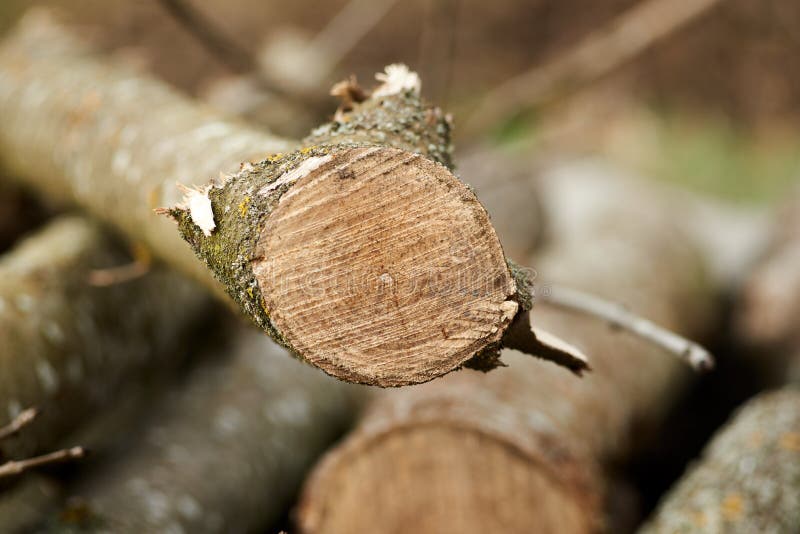 Photo of Cut Ash Branch Close Up Stock Photo - Image of outdoors, trunk ...