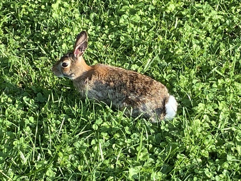 Cute Bunny Rabbit in the Green Grass in Spring in May Stock Image ...