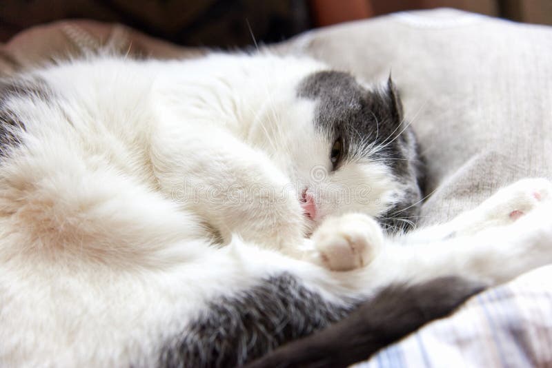 Cat photo - Curled up stock photo. Image of angelic, sleep - 973058