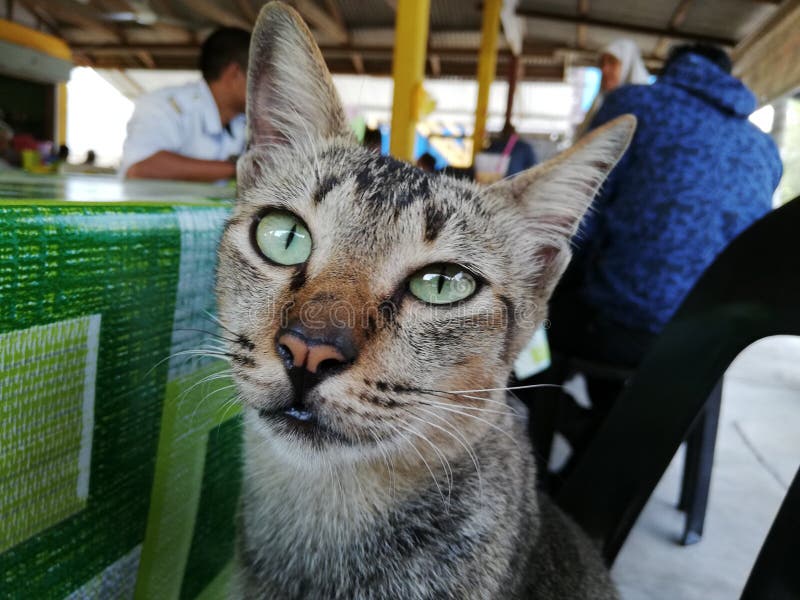 Cute local cat stock image. Image of local, cute - 123940523