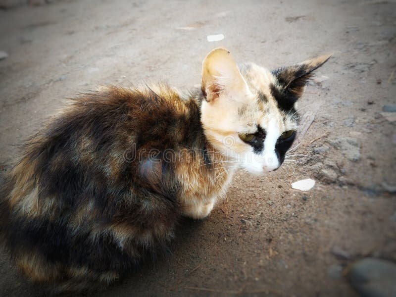 Photo of a Cute Kitten on the Street Stock Image - Image of village ...