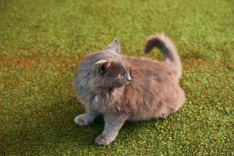 Photo of a Cute Little Kitten on Grass is Looking in Back Stock Image ...