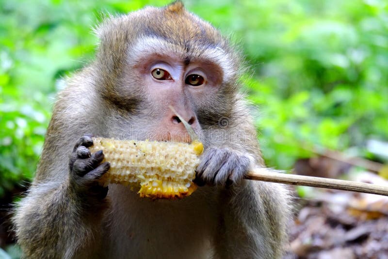 Photo of Cute Long-tailed Monkeys Stock Photo - Image of green ...