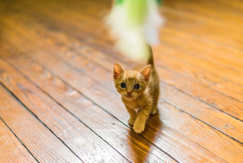 Jaguar Cubs stock photo. Image of danger, asia, leopard - 29253404