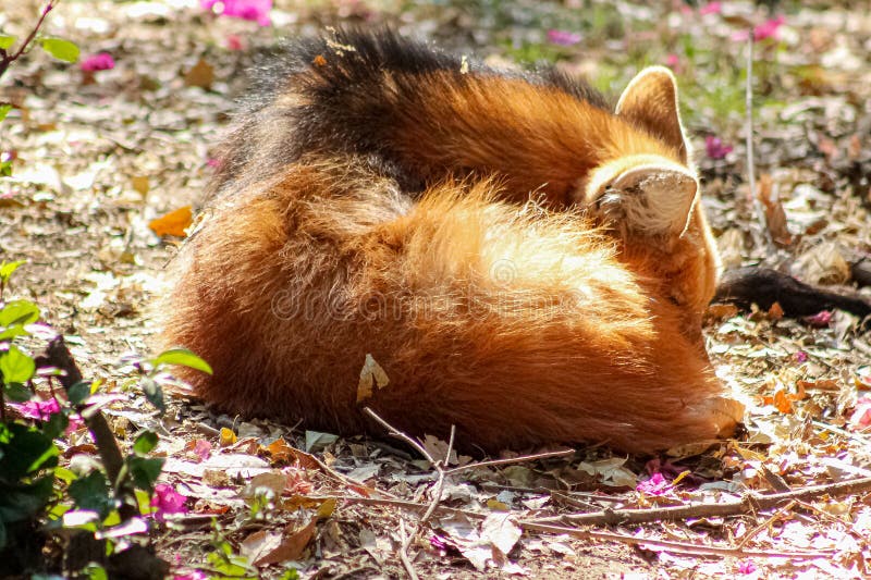 Photo of a Red Maned Wolf, Sleeping Curl Up in Middle of Forest. Stock ...