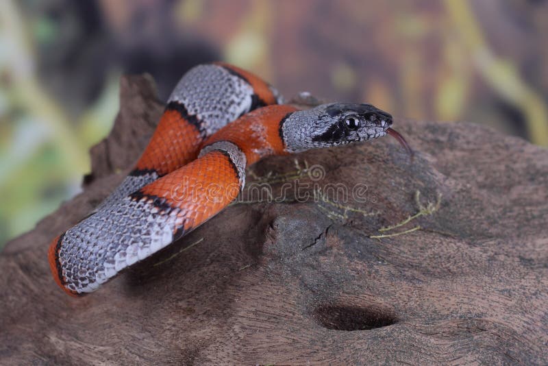 Photo D'un Serpent De Corail Faux Image stock - Image du herpétologie ...