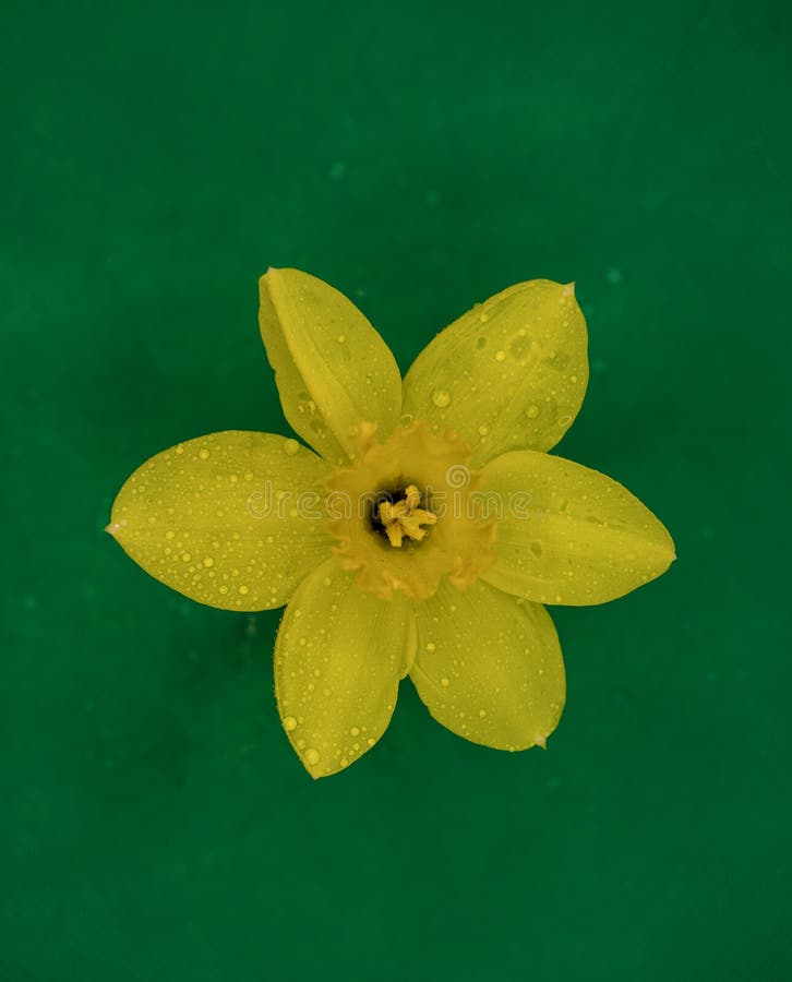 Photo of Daffodil Flower Top View Stock Image - Image of fresh, yellow ...
