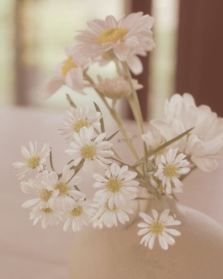 Daisy flowers in the vase stock photo. Image of pretty - 204272432