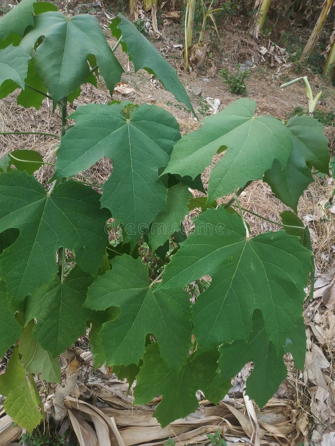 Photo of Daluang Tree Seedlings Growing in the Garden Stock Image ...