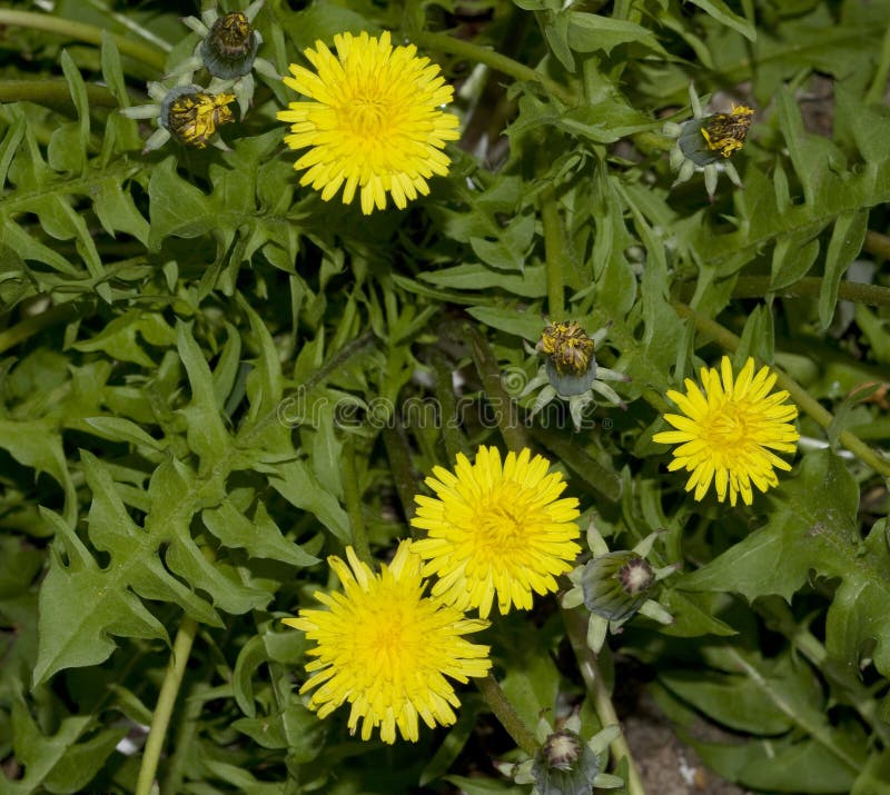 Photo of Dandelion stock image. Image of weeds, pest - 14177831