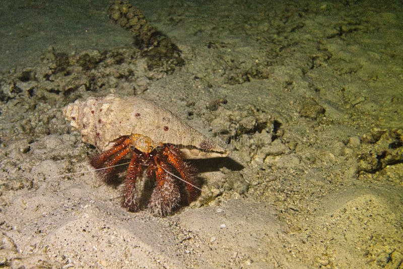 Photo De Closeudo D'une Paguroidea De Crabe Ermite Image stock - Image ...